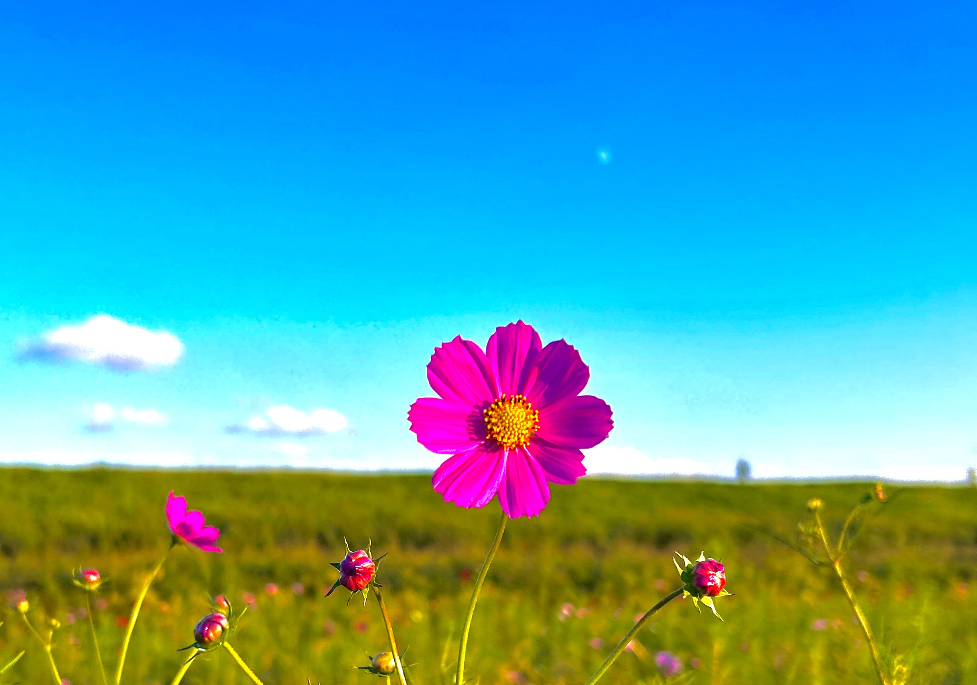 Japanese style character design